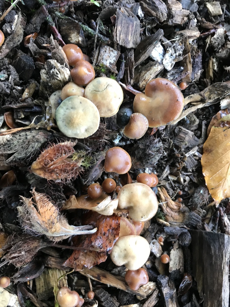 Wavy Cap in October 2022 by ryantlodge · iNaturalist