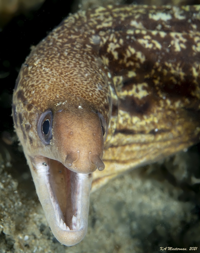 Highfin Moray from Gold Coast QLD, Australia on February 20, 2021 at 02 ...