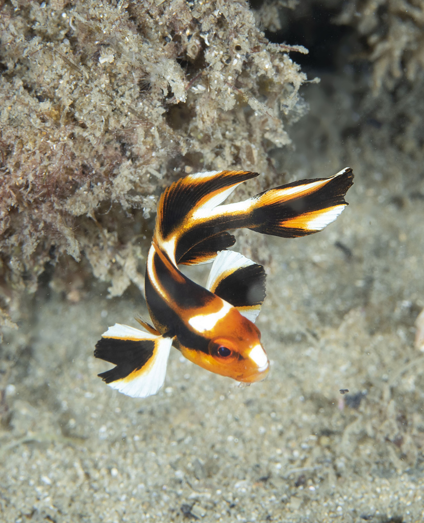 (Plectorhinchus) - Marine Life Identification