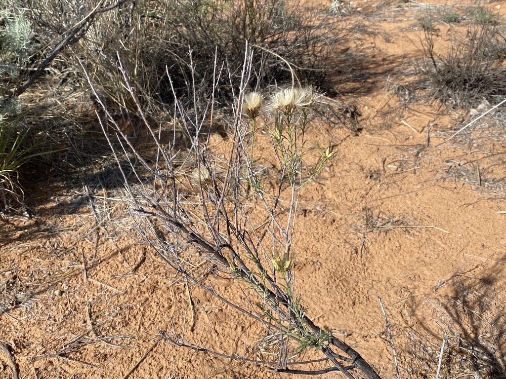 Rubber Rabbitbrush from Hobbs, NM, US on October 31, 2022 at 11:11 AM ...