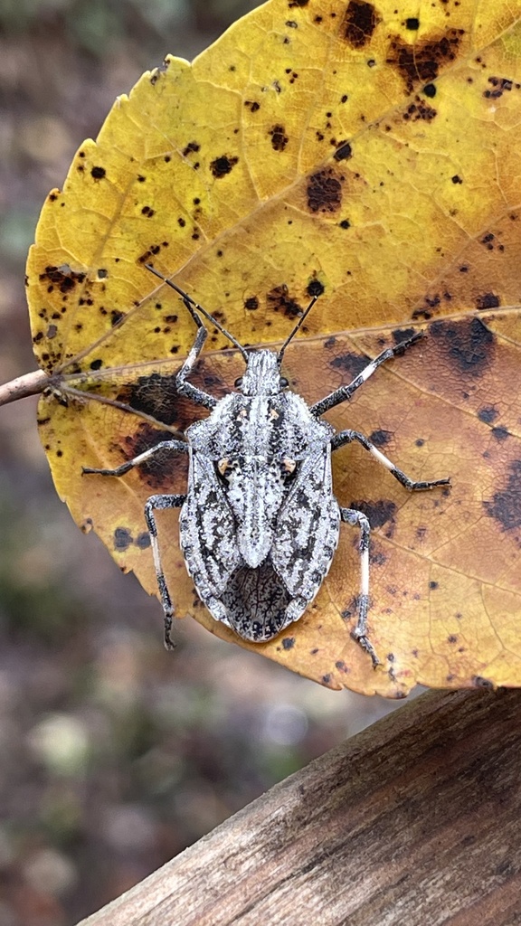 Brochymena myops from Congaree National Park, Gadsden, SC, US on ...