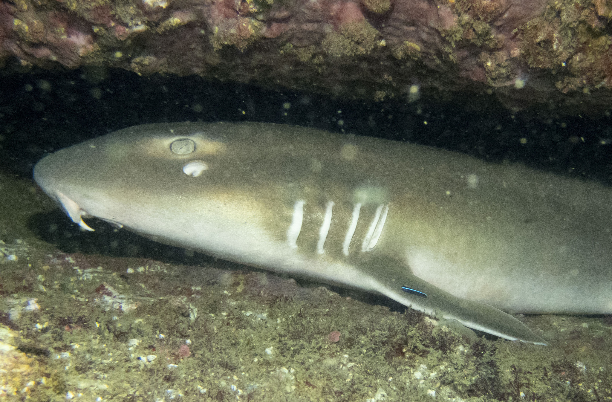 Chiloscyllium punctatum Müller & Henle, 1838