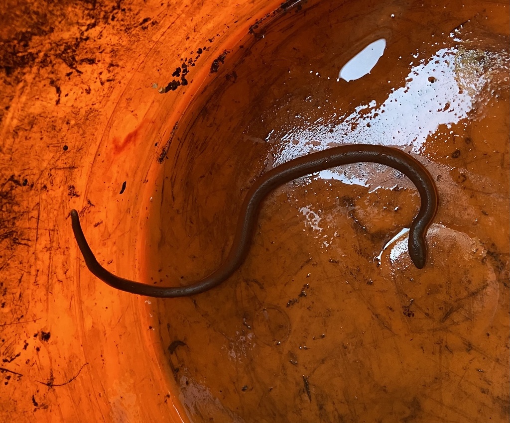 Northern Rubber Boa in October 2022 by hsug1747. Photo by a family ...