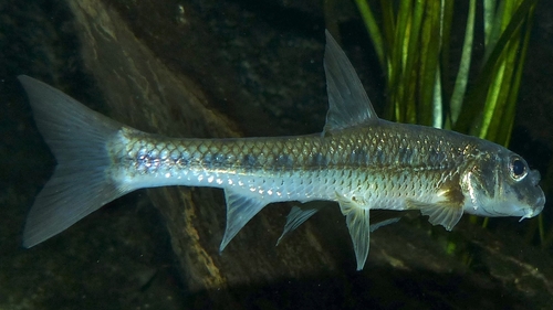 Gudgeon (Fish of Serbia - guide) · iNaturalist