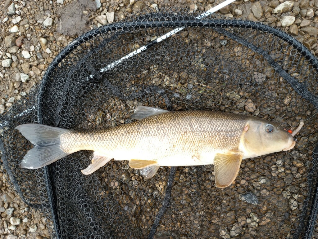White Sucker from Racine, WI, USA on April 12, 2022 at 12:07 PM by ...