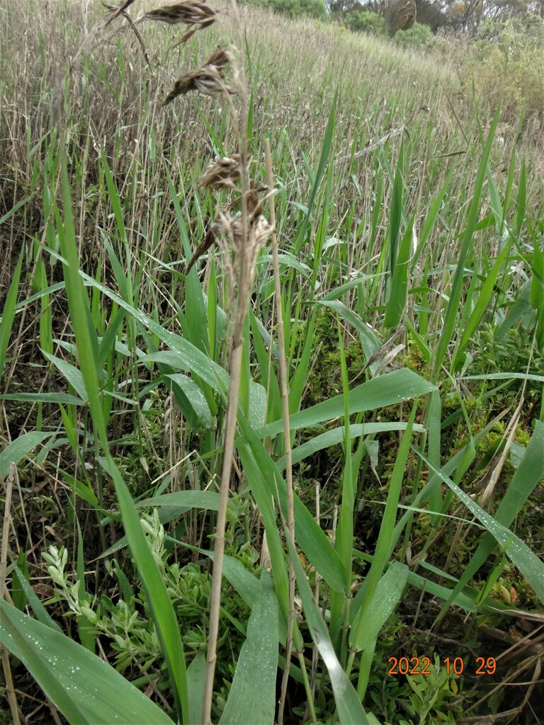 common reed from Lara VIC 3212, Australia on October 29, 2022 at 02:42 ...