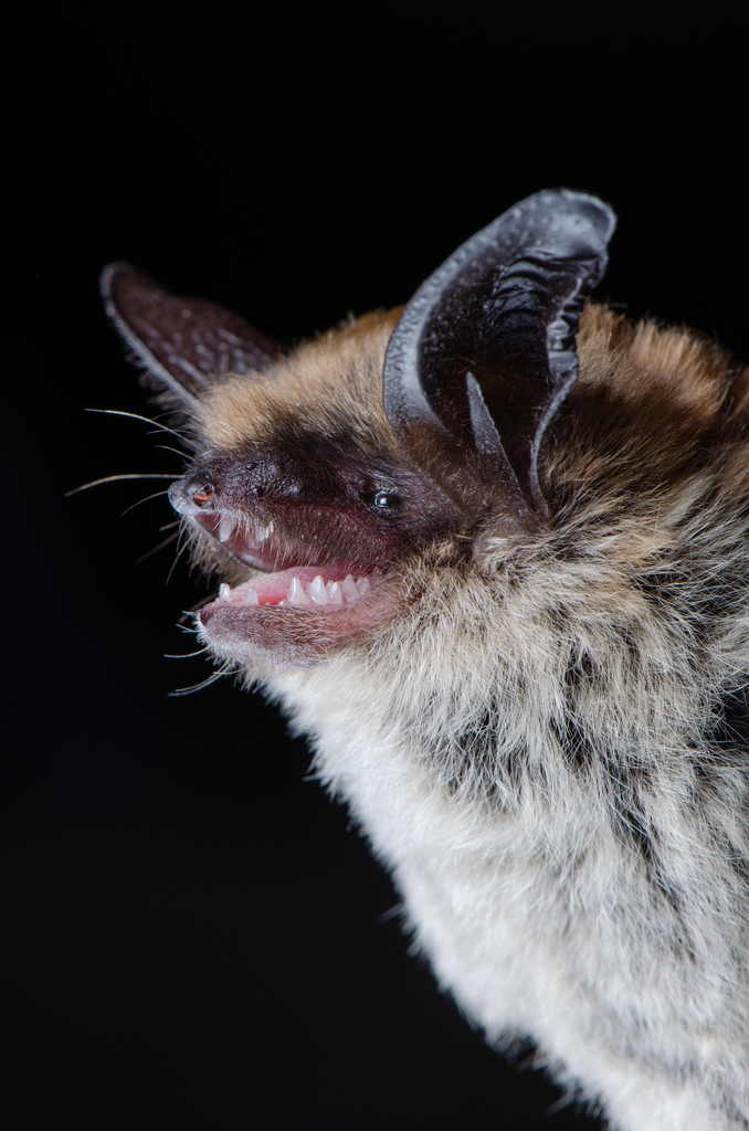 Long-eared Myotis from Coconino County, AZ, USA on June 23, 2014 at 09: ...