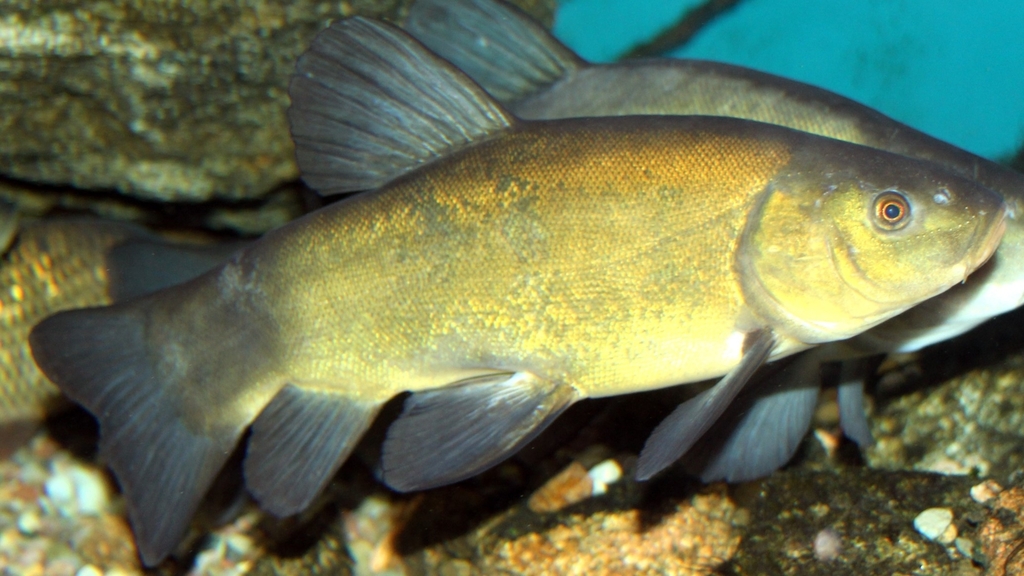 Tench (Fish of Serbia - guide) · iNaturalist