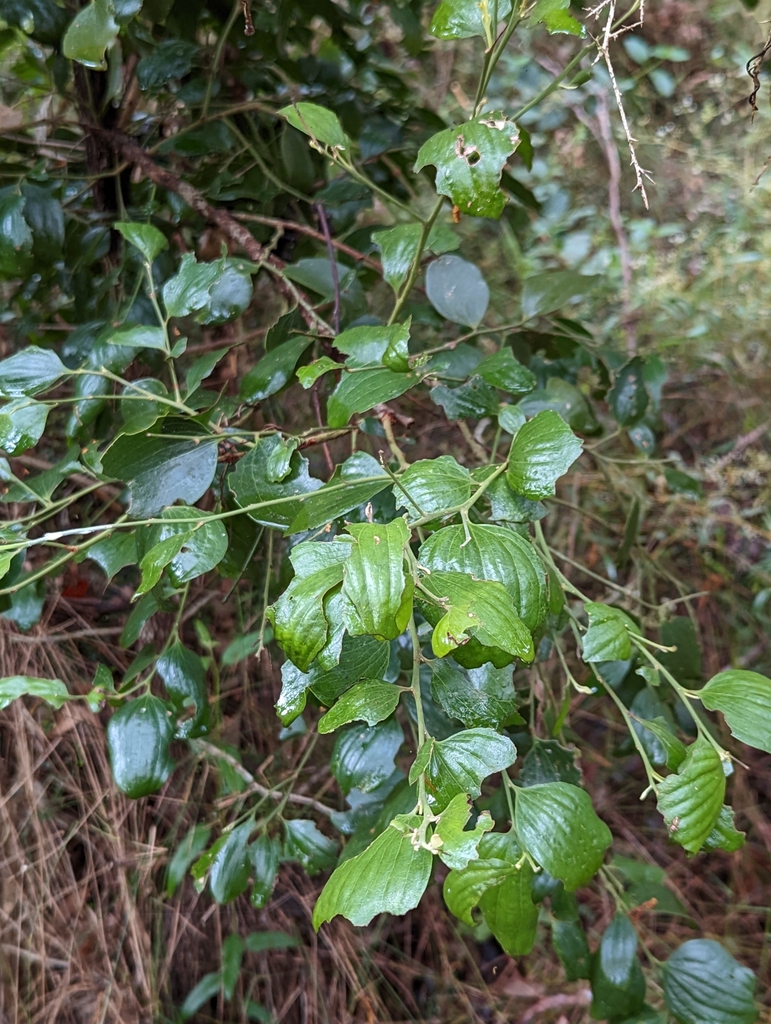 Broad Leaved Native Cherry from Booie QLD 4610, Australia on October 20 ...