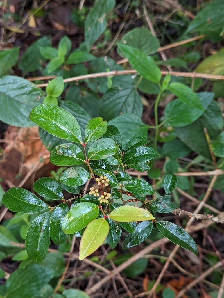 Satin Tree from Booie QLD 4610, Australia on October 20, 2022 at 02:31 ...