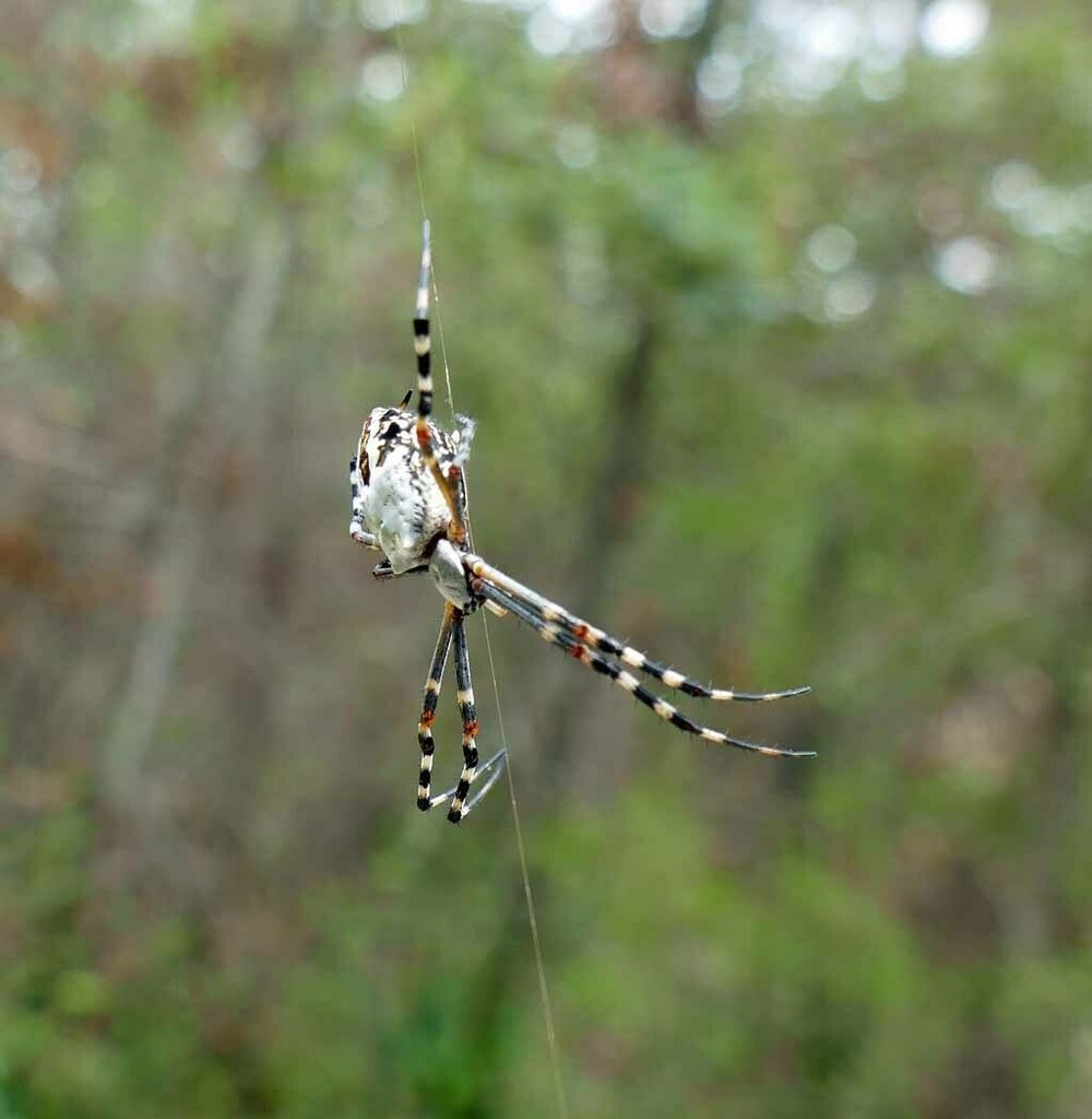 Florida Garden Spider from Talbot County, GA, USA on August 17, 2022 at ...