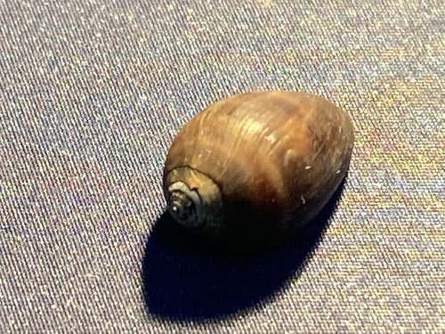 Melampus tabogensis · iNaturalist