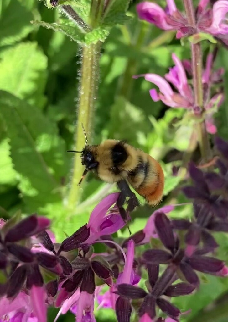 Red-belted Bumble Bee from Douglasdale, Calgary, AB T2Z, Canada on June ...