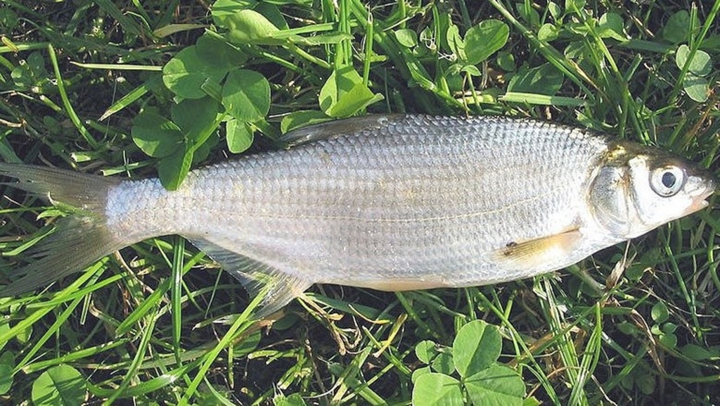 Vimba Bream (Fish of Serbia - guide) · iNaturalist