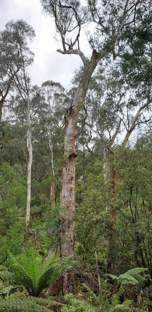 mountain grey gum from Emerald VIC 3782, Australia on November 1, 2022 ...