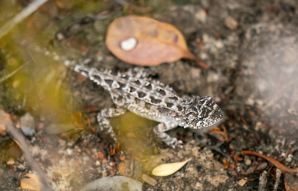 Southern Heath Dragon from Gairdner Rd, Fitzgerald River National Park ...