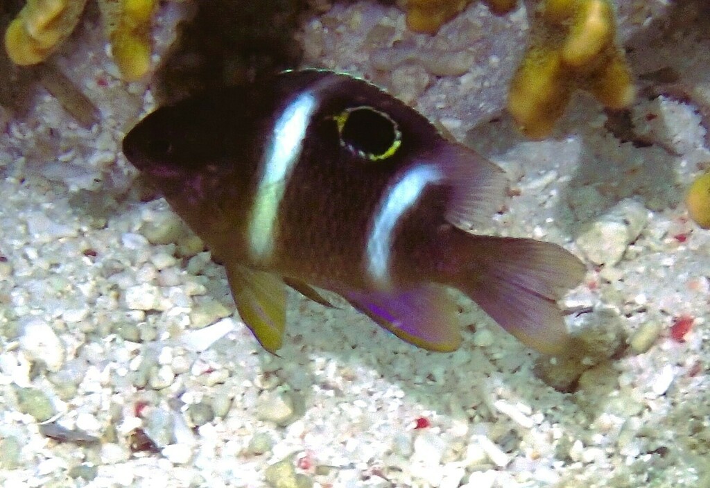 Monarch Damsel from Gladstone, QLD, Australia on October 22, 2022 at 03 ...