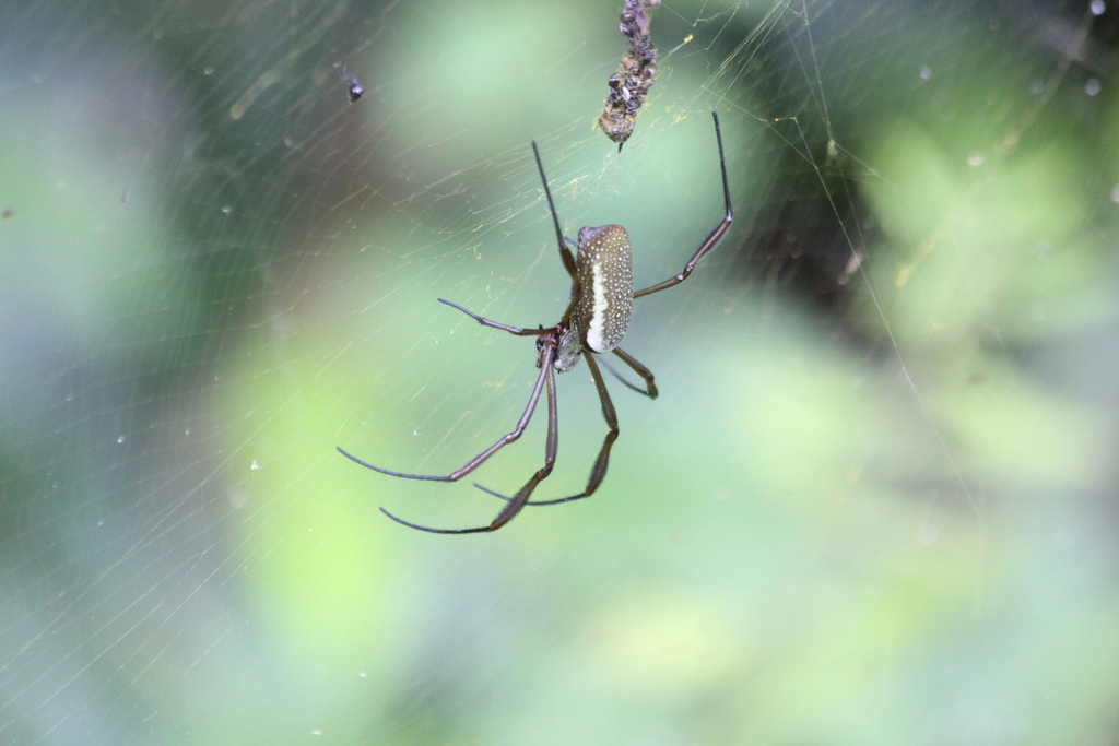 Golden Silk Spider from Atta Rainforest Lodge, Guyana on October 17 ...