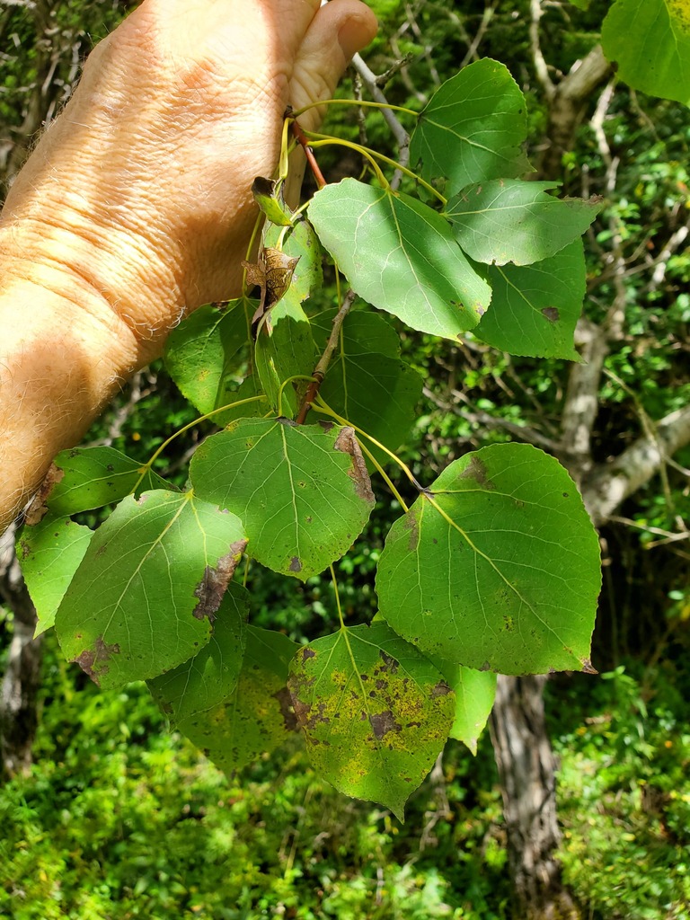 quaking aspen from Tucker County, WV, USA on September 13, 2022 at 01: ...