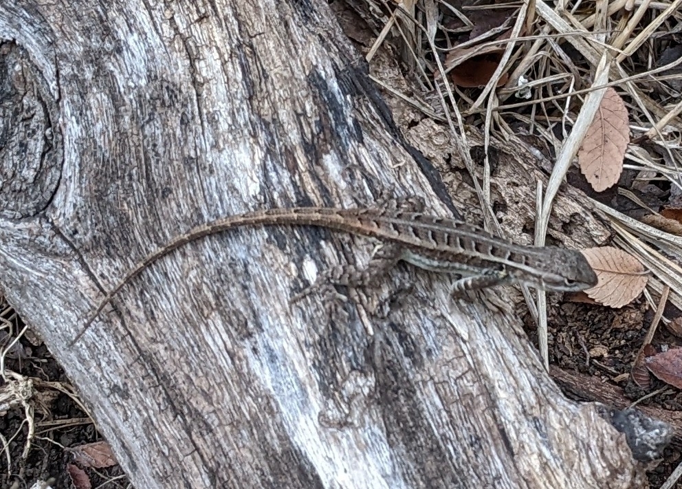 Rose-bellied Lizard from San Antonio, TX 78247, USA on October 31, 2022 ...