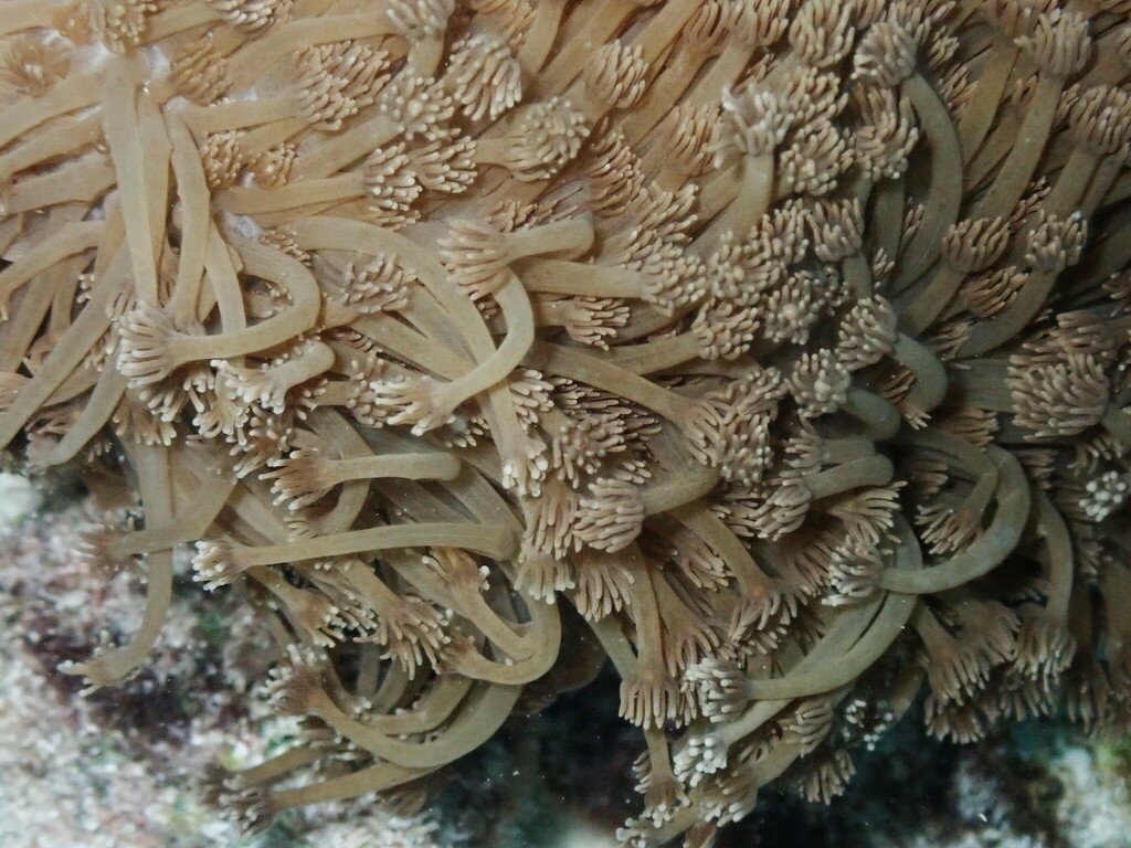 Flowerpot Corals from Gladstone, QLD, Australia on October 23, 2022 at ...