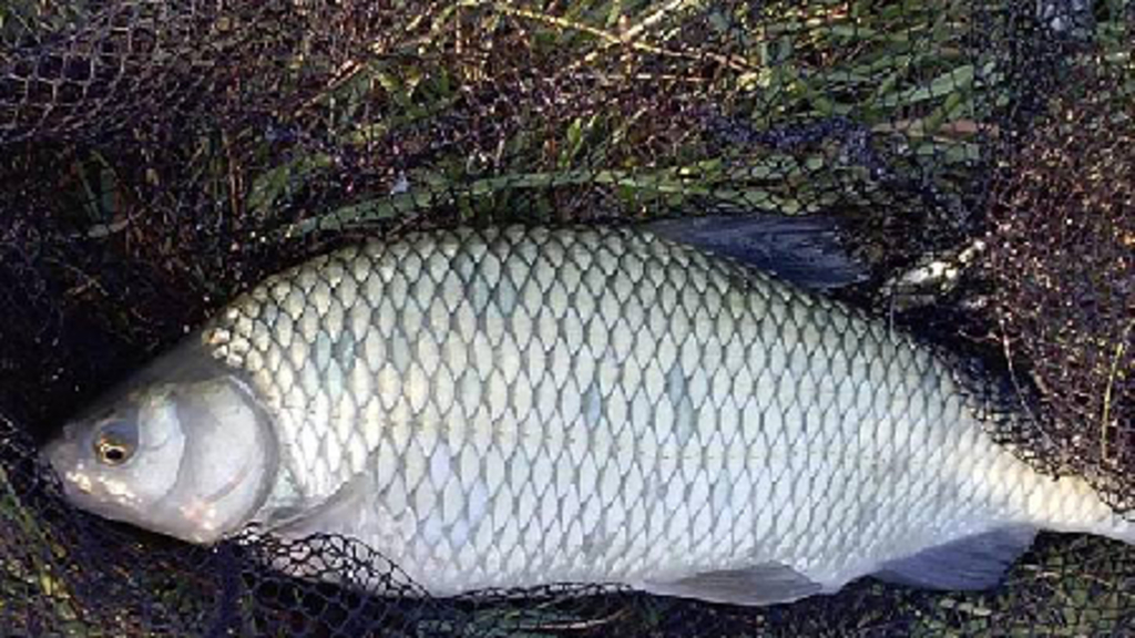 Danubian Roach (Fish of Serbia - guide) · iNaturalist