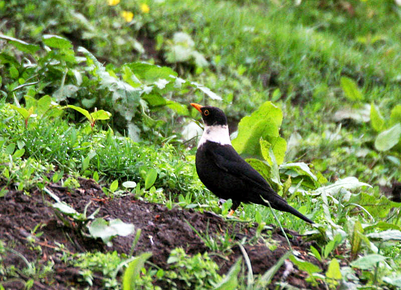 White-collared Blackbird (Turdus albocinctus) - Avian Discovery