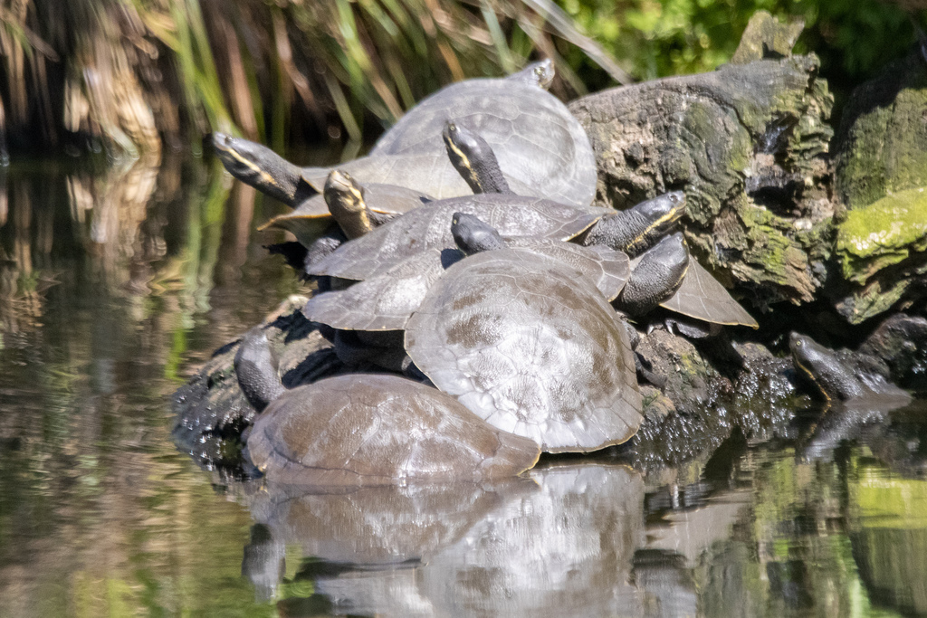 Eastern Short-necked Turtle (Animals of taranga Zoo captive) · iNaturalist