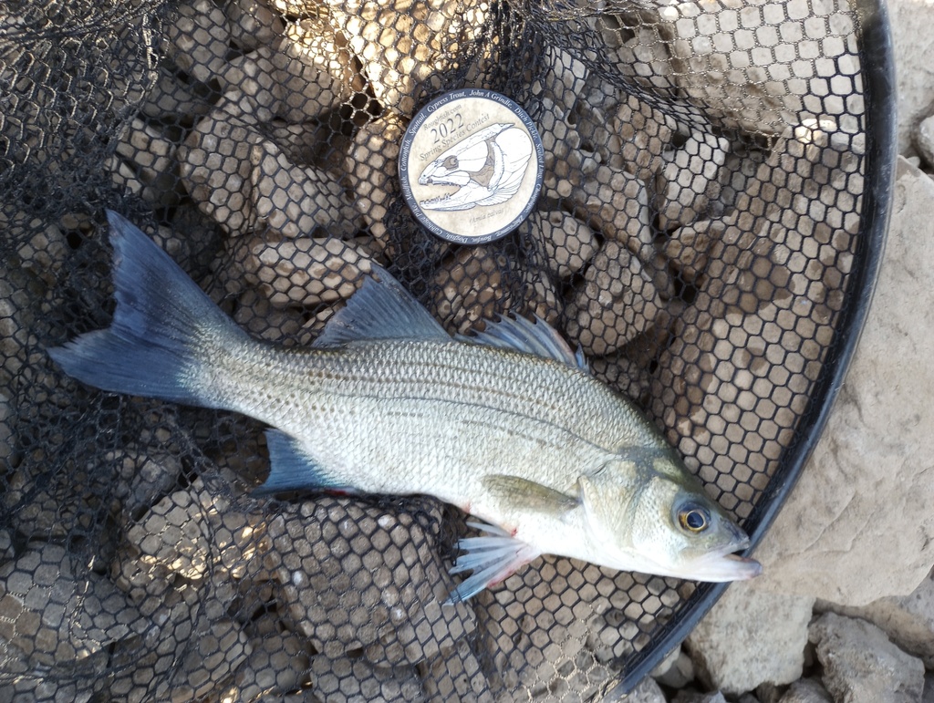 White Bass from Wappapello, MO, USA on June 17, 2022 at 06:37 PM by ...