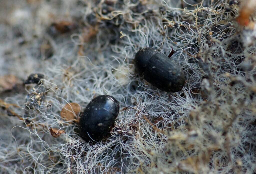 Dusty Surface Beetles from Geelong VIC, Australia on October 29, 2022 ...