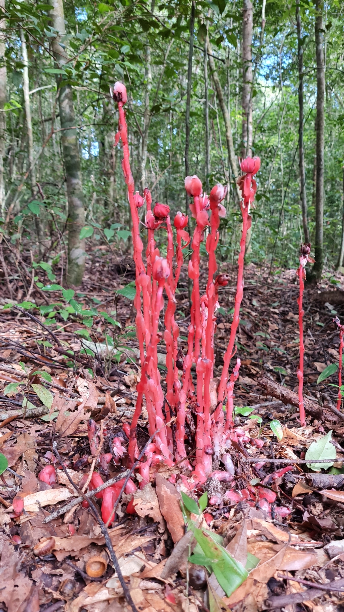 Monotropa coccinea Zucc.