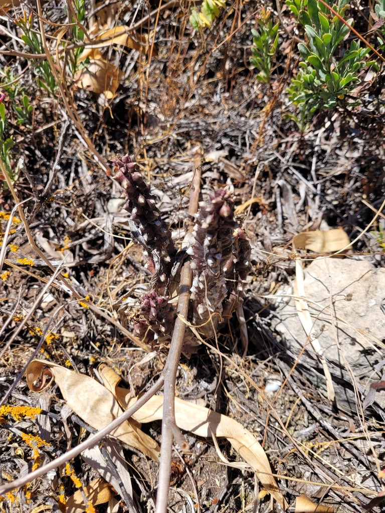 Yellow Aroena from Trekoskraal, West Coast on October 31, 2022 at 01:15 ...