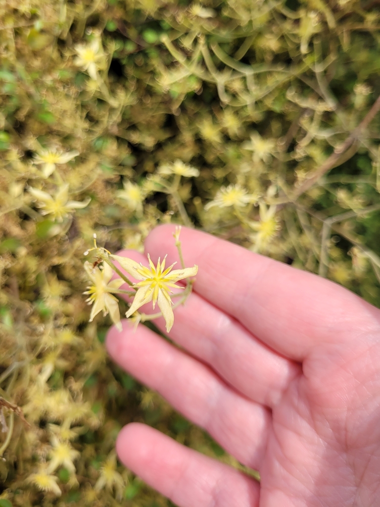 Clematis foetida from Dunedin North, Dunedin, New Zealand on November ...