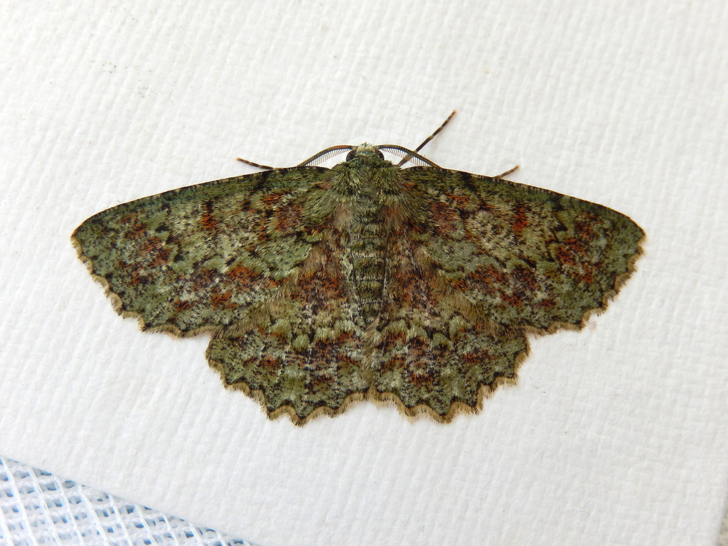 Green Looper from Sydney NSW, Australia on October 31, 2022 at 08:39 AM ...