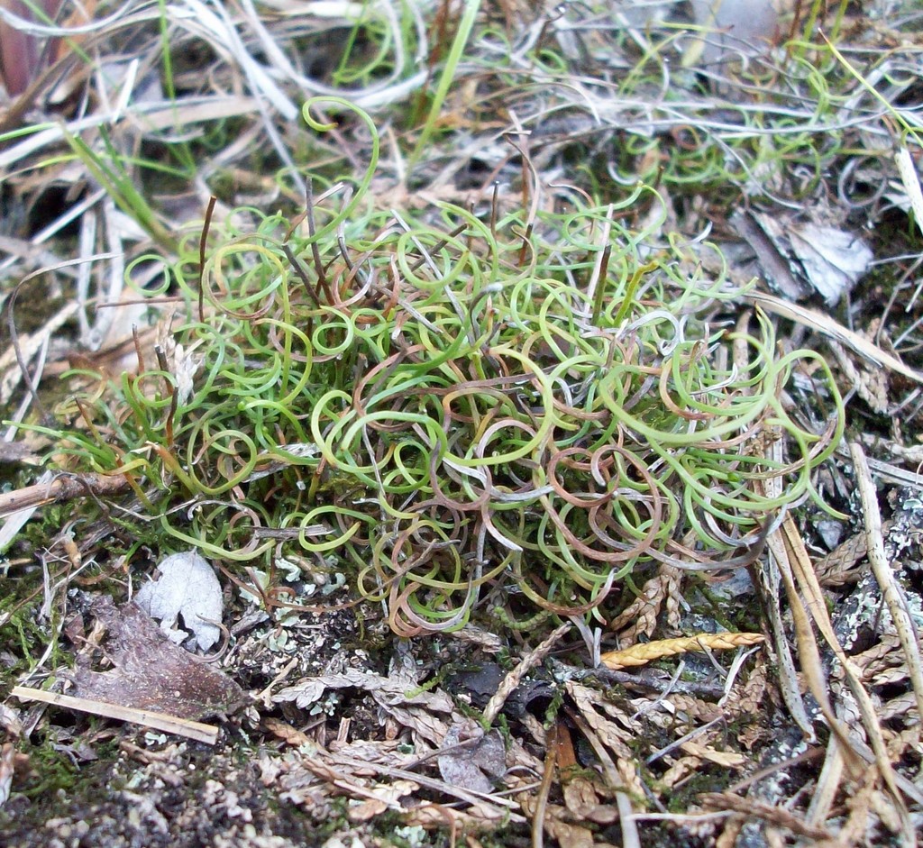 curly grass fern (Rare Plants of Newfoundland) · iNaturalist