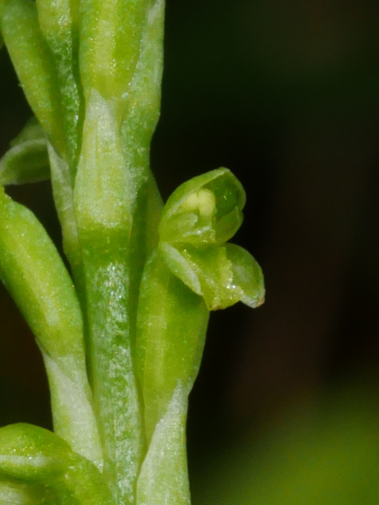 common onion-orchid from Plimmerton, Porirua, New Zealand on October 30 ...