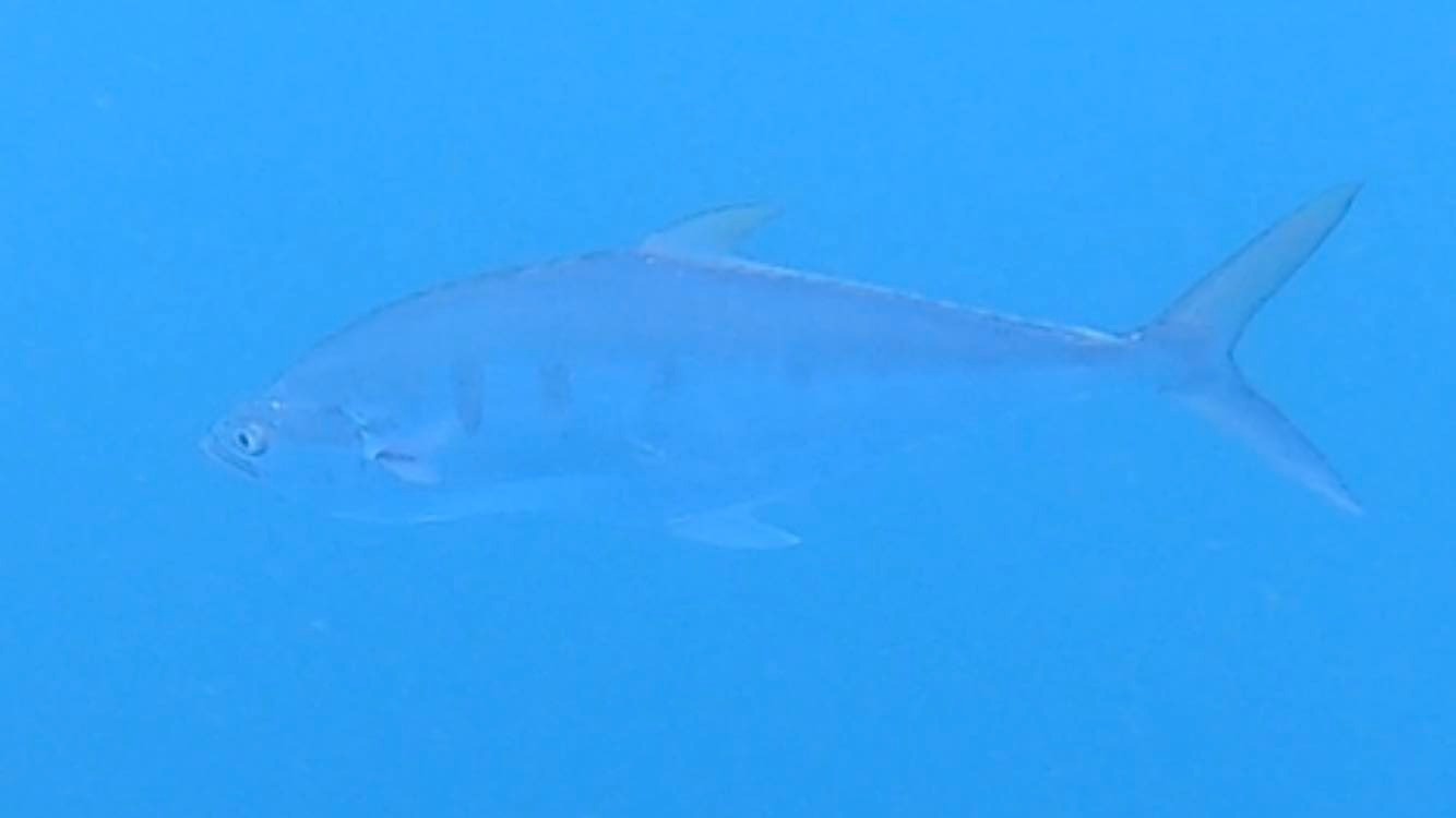 Scomberoides tala (Cuvier, 1832)