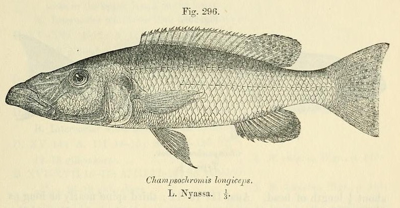 Tigerfish (Rhamphochromis longiceps) - Marine Life Identification