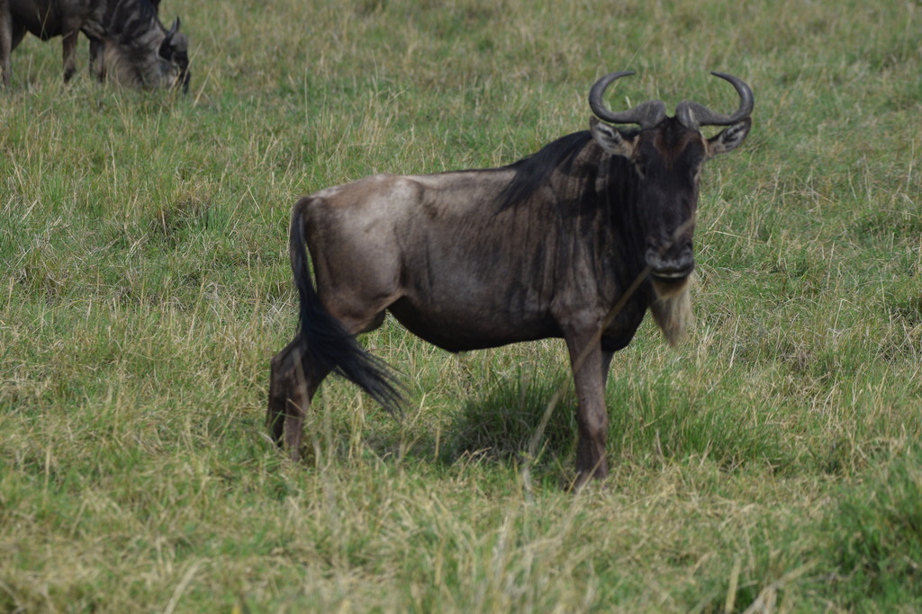 Western White-bearded Wildebeest from Masai Mara, Kilgoris, Narok ...