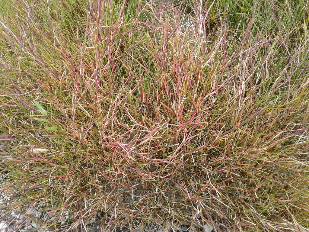 Creeping Alkali Grass (Puccinellia phryganodes) - Botanical Realm