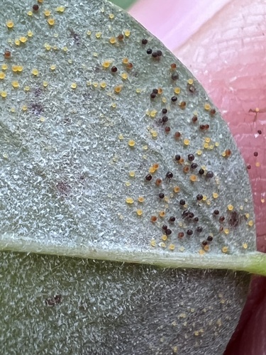 Phyllactinia robiniae · iNaturalist United Kingdom