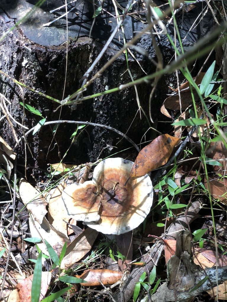 red-staining stalked polypore from Burrawan State Forest, Herons Creek ...