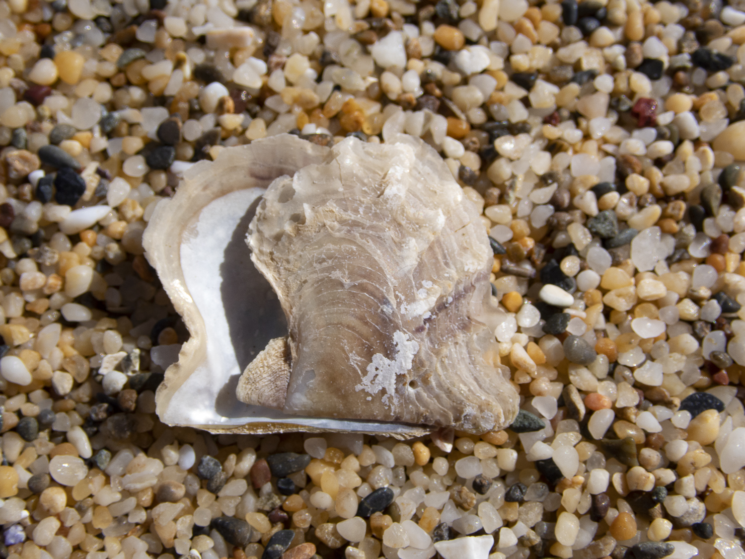 Pinctada fucata (A.Gould, 1850)