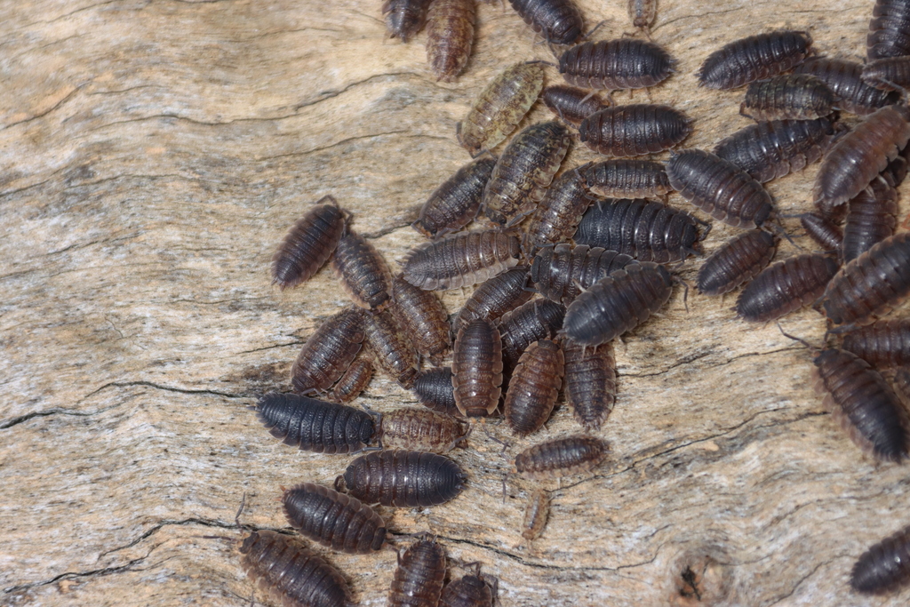 Common Rough Woodlouse from Melbourne VIC, Australia on October 30 ...
