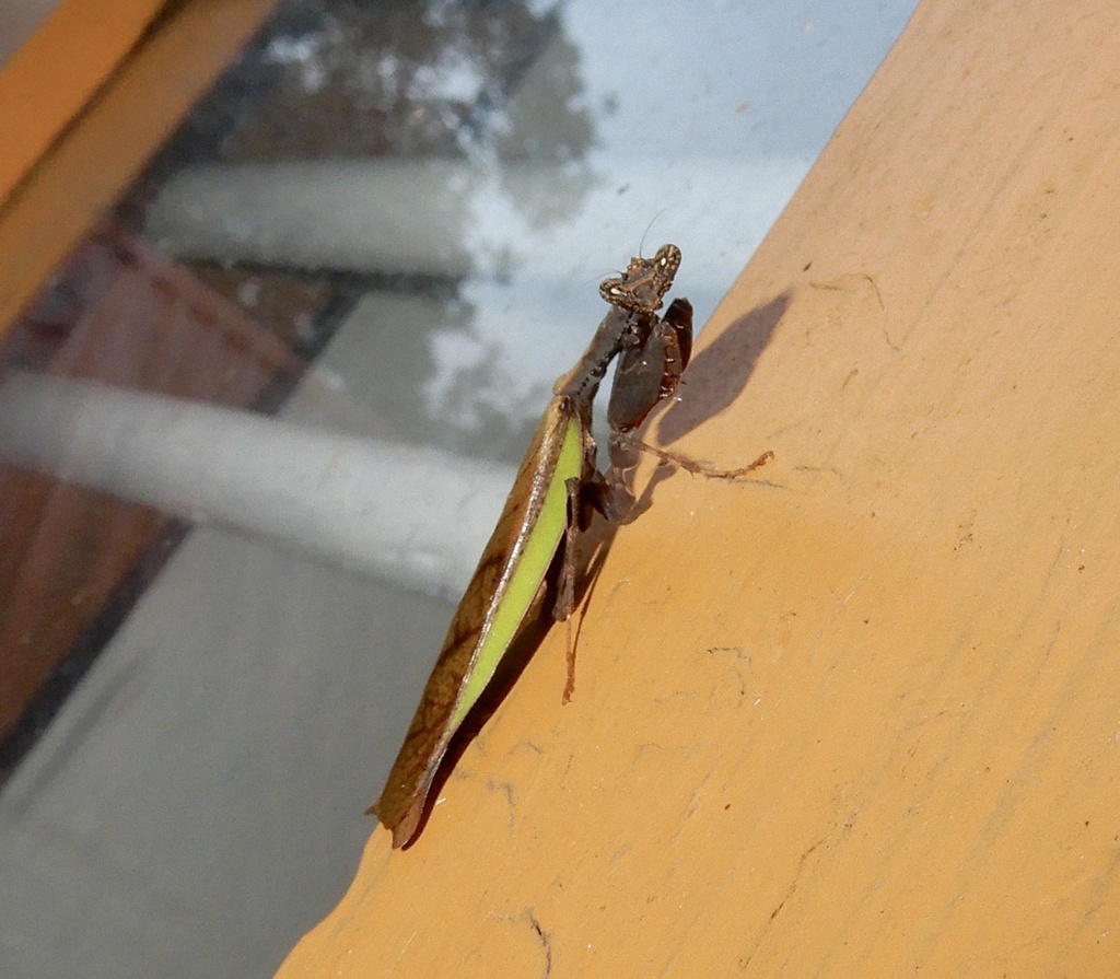 Acromantis from Udumbanchola, Idukki, KL, IN on October 29, 2022 at 06: ...