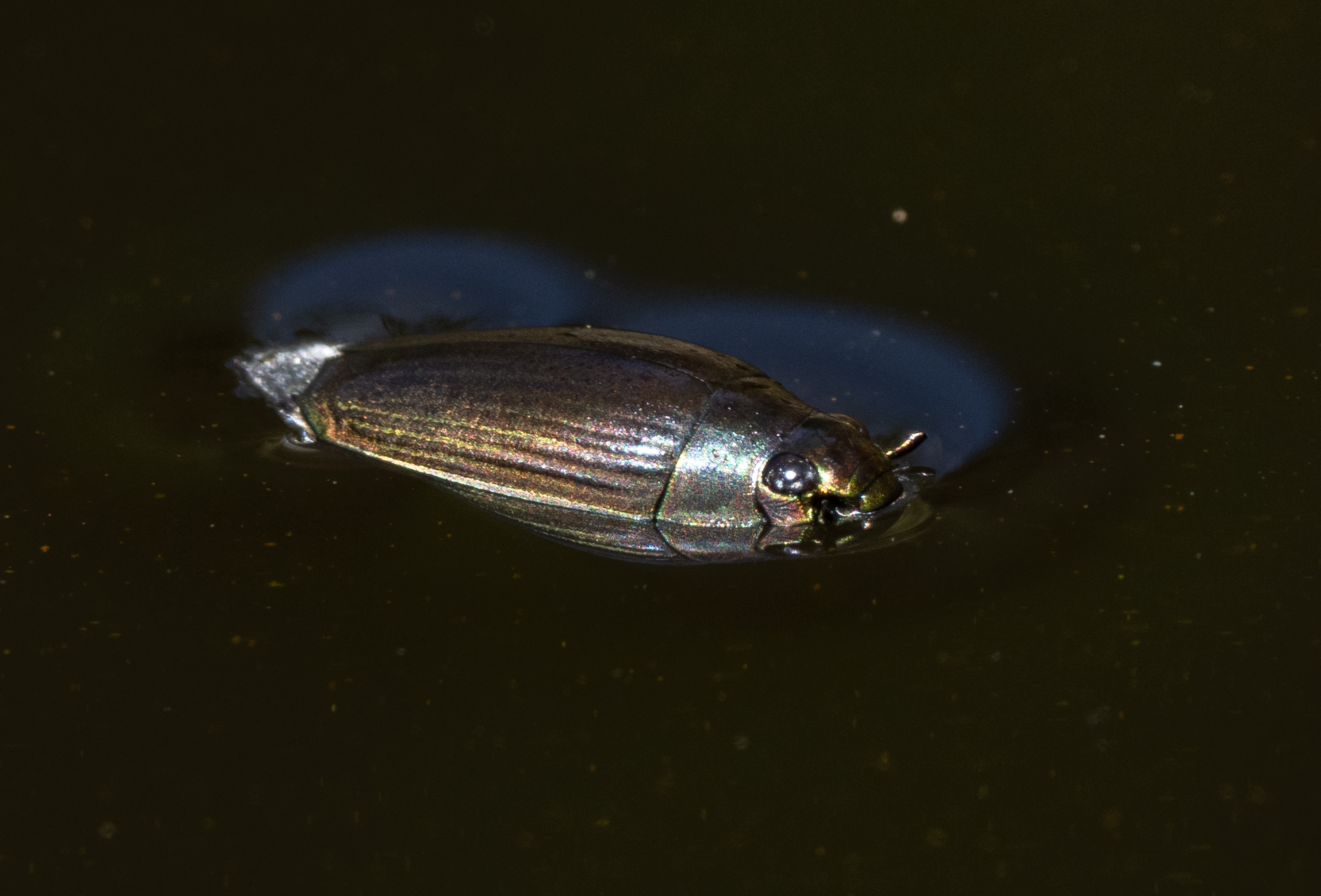 Macrogyrus Régimbart, 1883