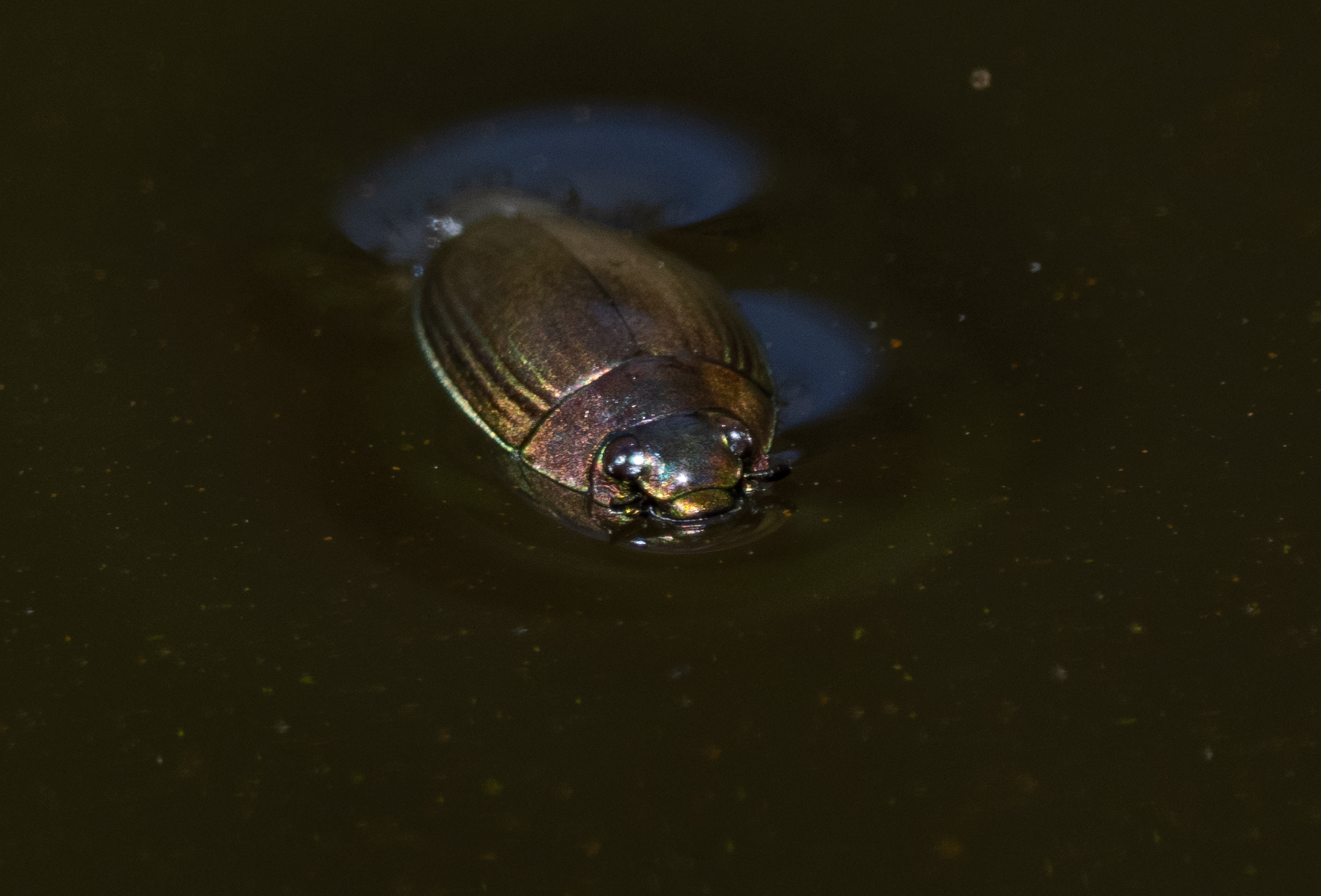 Macrogyrus Régimbart, 1883