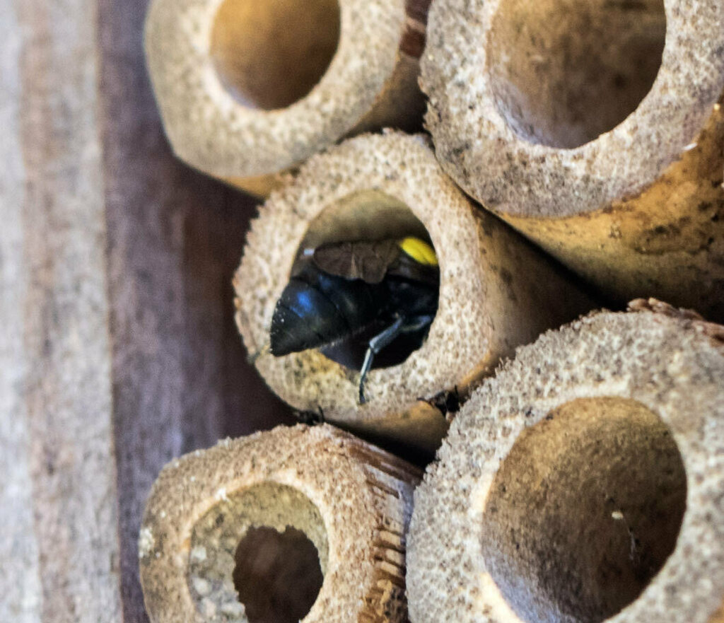 Masked Bees from Brisbane QLD, Australia on October 30, 2022 at 04:14 ...