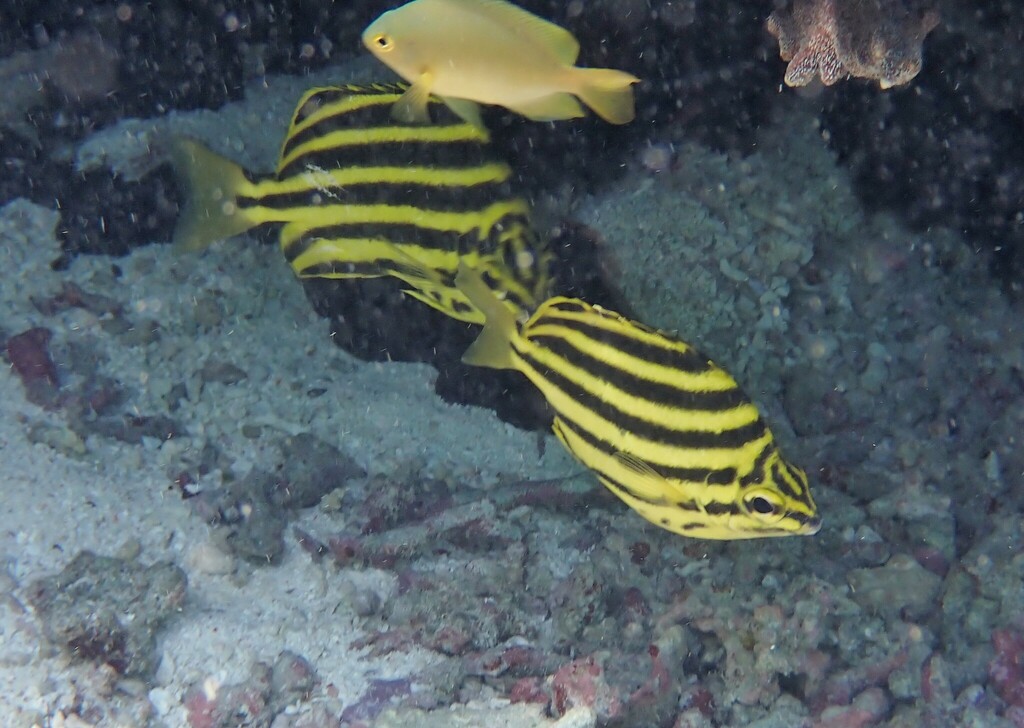 East-Australian Stripey from Gladstone, QLD, Australia on October 23 ...
