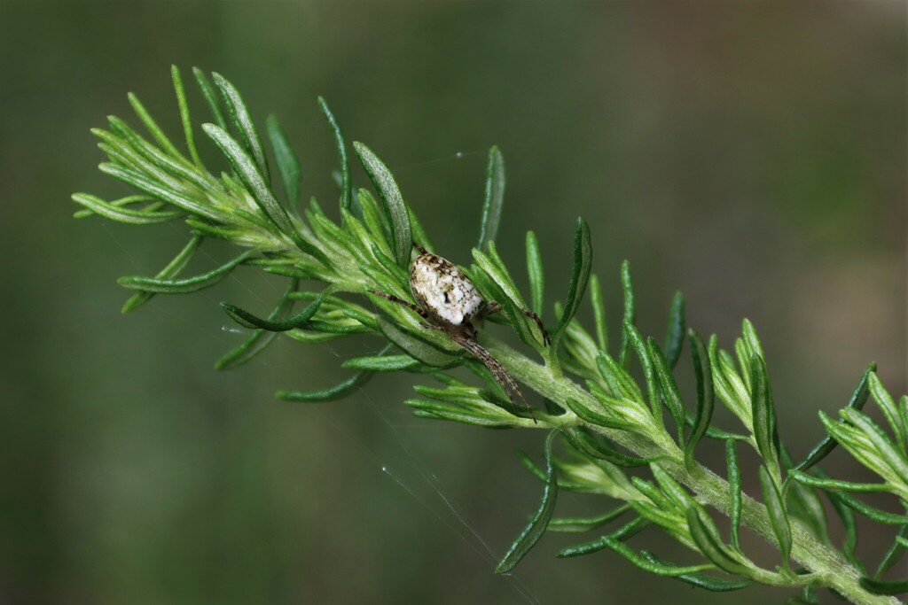 Eastern Bush Orbweaver from Melbourne VIC, Australia on November 1 ...